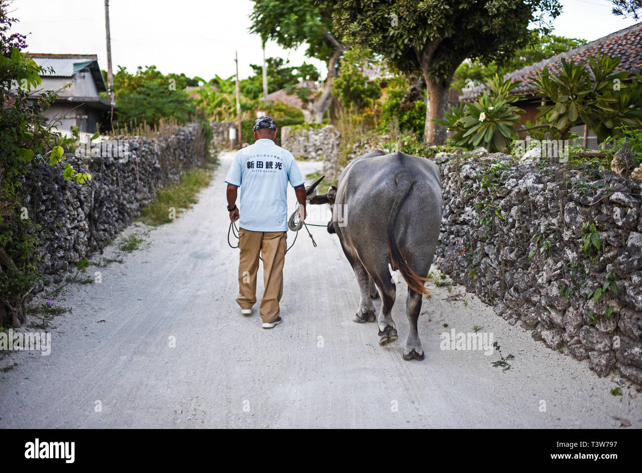 Taketomi village water buffalo hi-res stock photography and images - Alamy