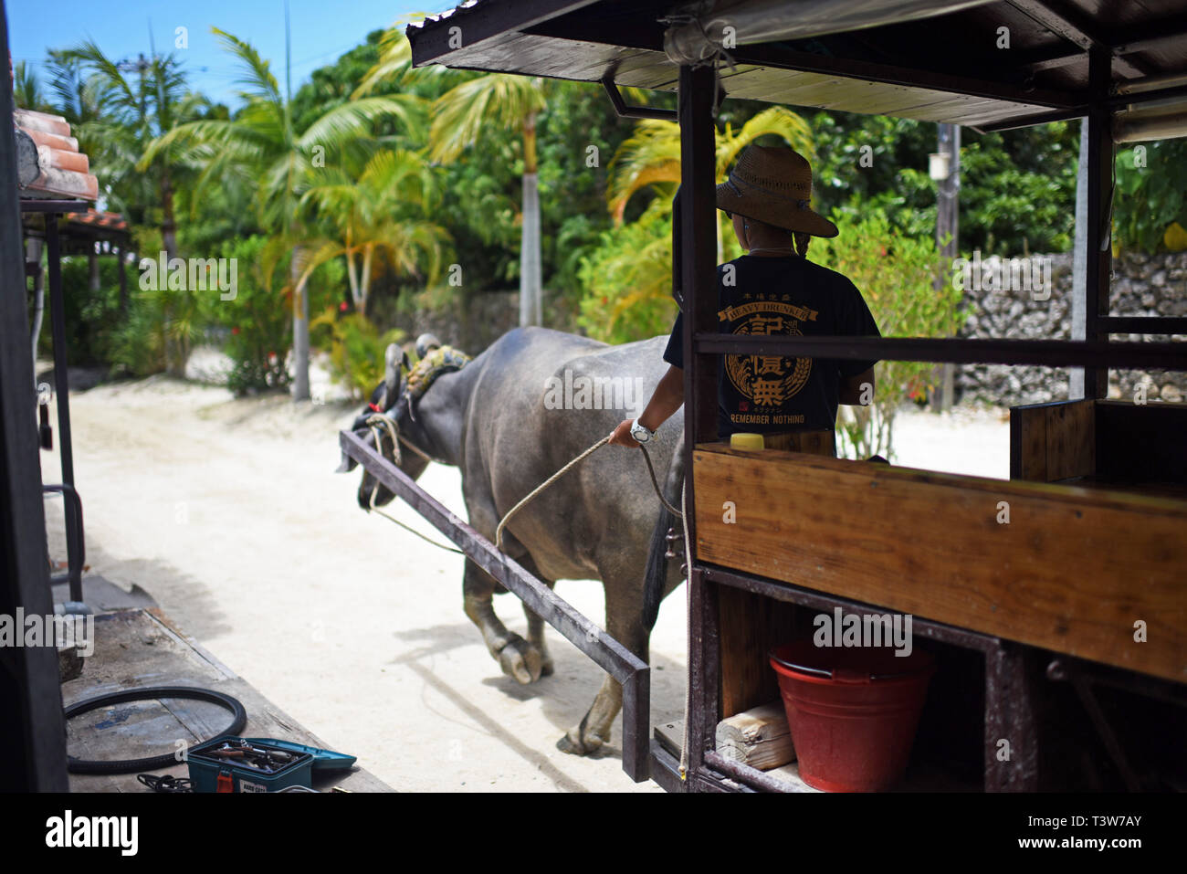 Taketomi buffalo hi-res stock photography and images - Alamy
