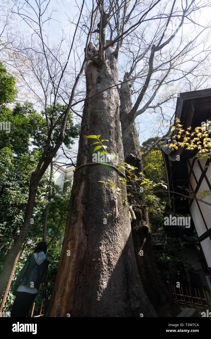 Sacred tree, Hikawa Shrine, Kawagoe City, Saitama Prefecture, Japan ...