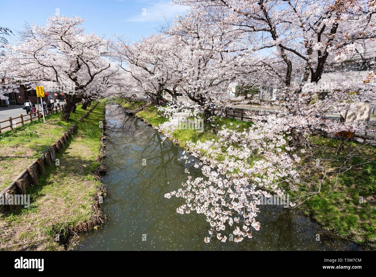 Cherry blossoms at Shingashi River, near Hikawa Shrine, Kawagoe City ...