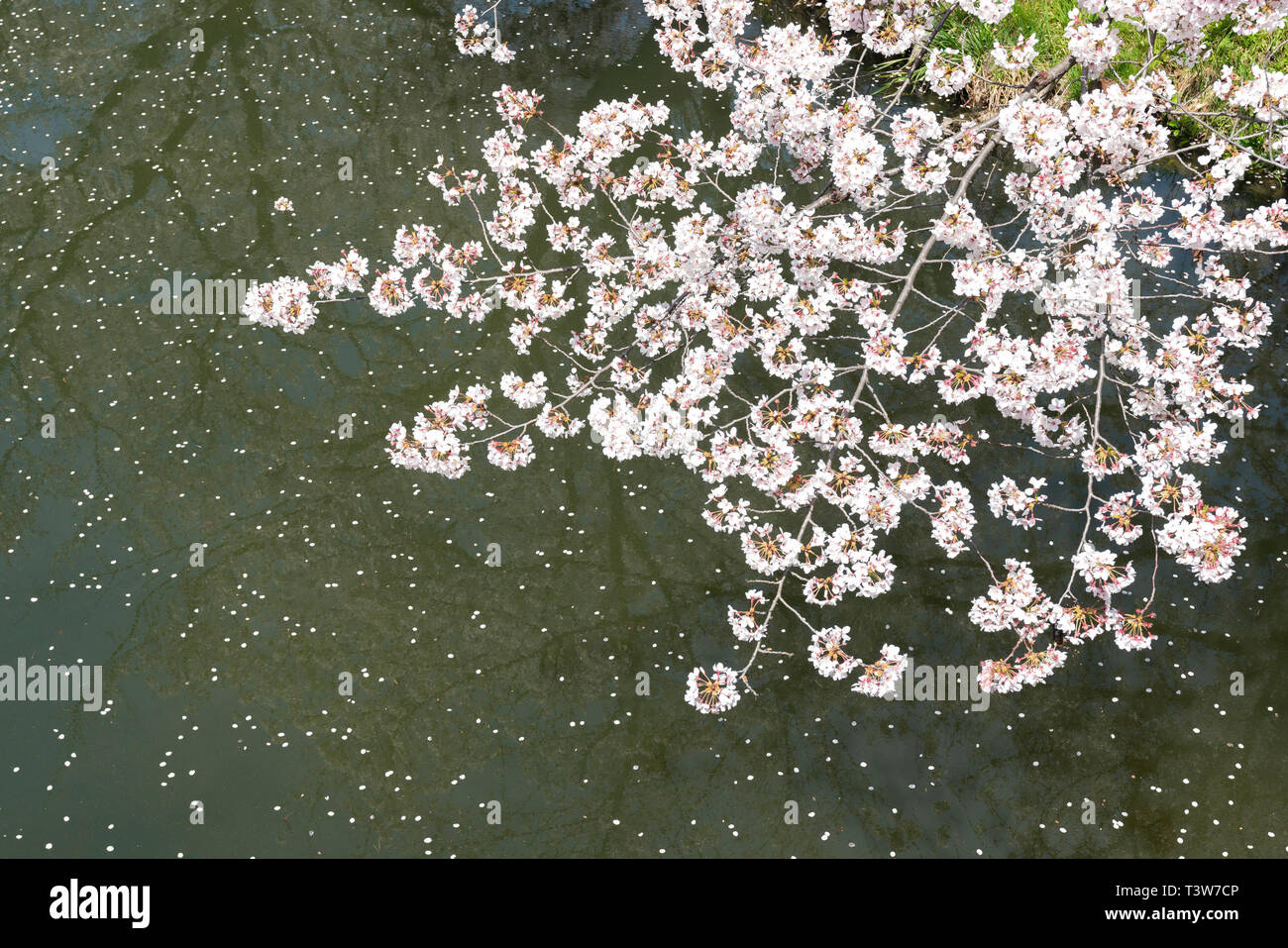 Cherry blossoms at Shingashi River, near Hikawa Shrine, Kawagoe City ...