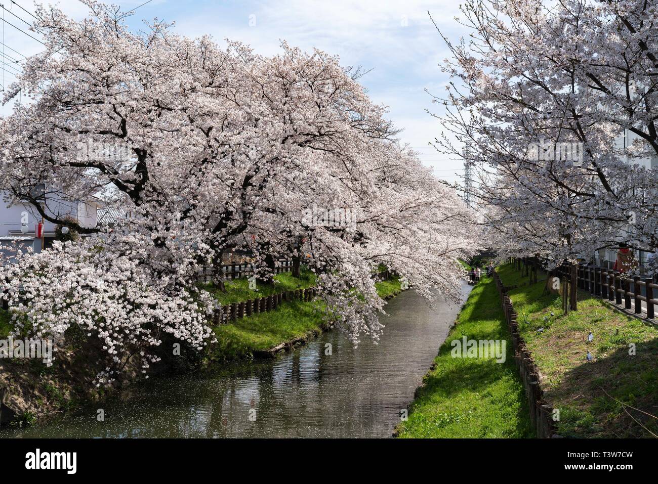 Cherry blossoms at Shingashi River, near Hikawa Shrine, Kawagoe City, Saitama Prefecture, Japan ...