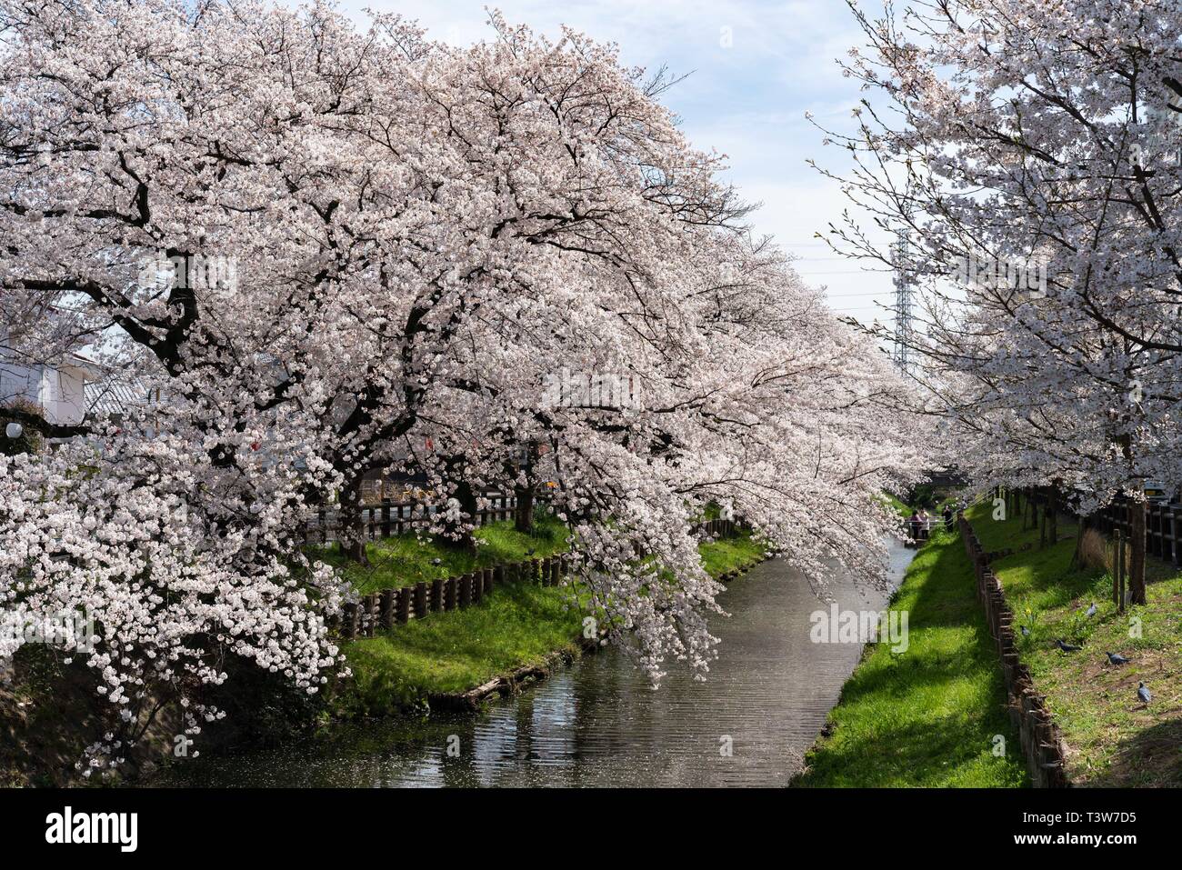 Cherry blossoms at Shingashi River, near Hikawa Shrine, Kawagoe City ...