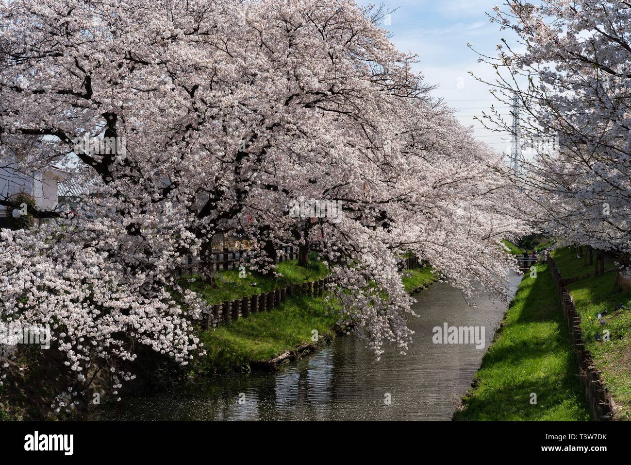 Cherry blossoms at Shingashi River, near Hikawa Shrine, Kawagoe City ...