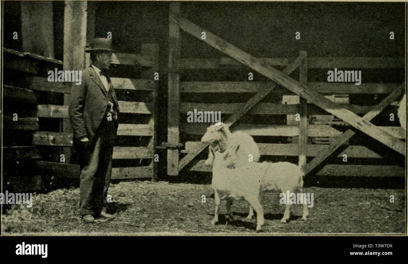 Union stockyards history hi-res stock photography and images - Alamy
