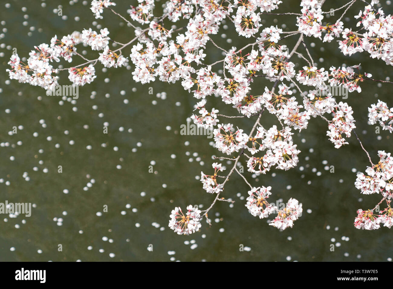 Cherry blossoms at Shingashi River, near Hikawa Shrine, Kawagoe City ...