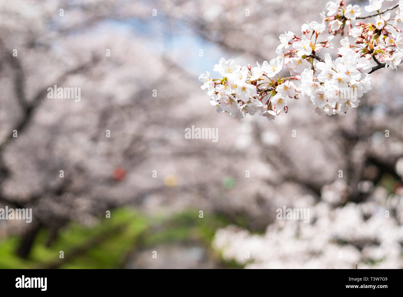 Cherry blossoms at Shingashi River, near Hikawa Shrine, Kawagoe City ...