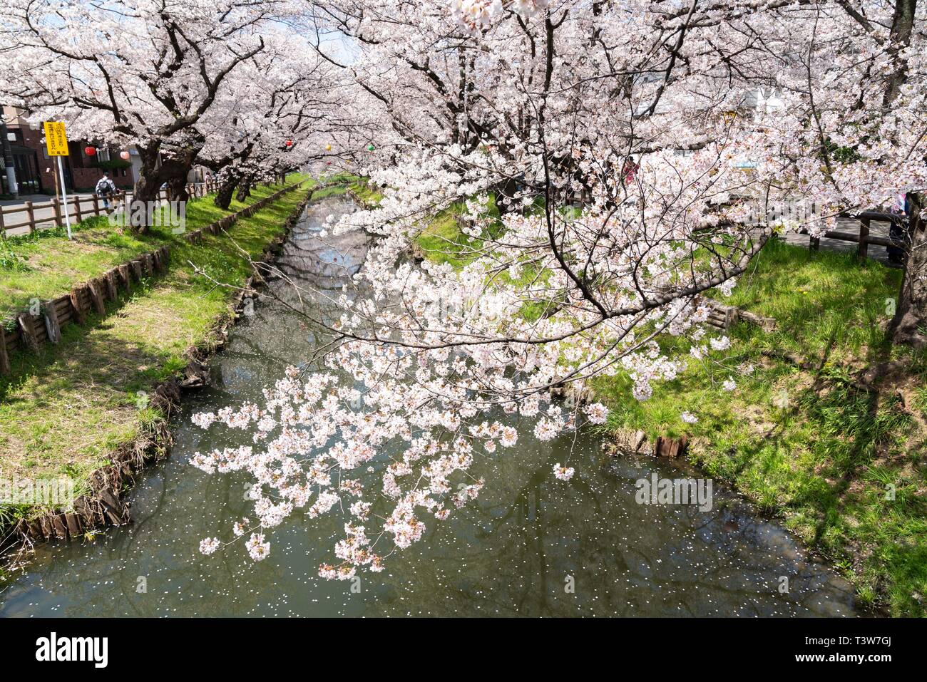 Cherry blossoms at Shingashi River, near Hikawa Shrine, Kawagoe City ...