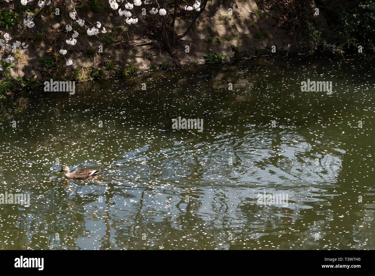 Cherry blossoms at Shingashi River, near Hikawa Shrine, Kawagoe City ...