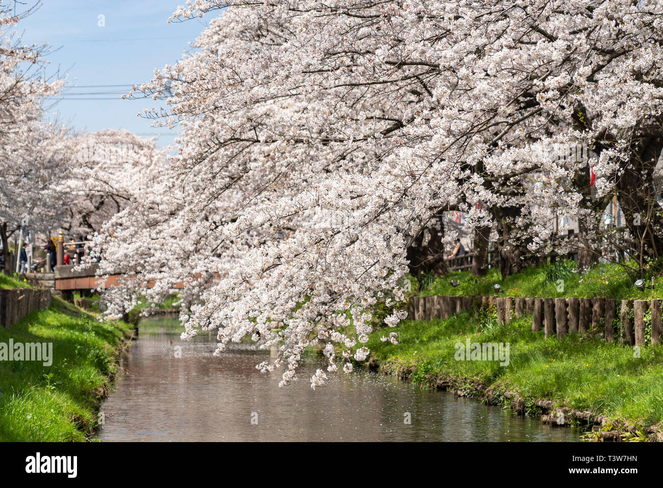 Cherry blossoms at Shingashi River, near Hikawa Shrine, Kawagoe City ...