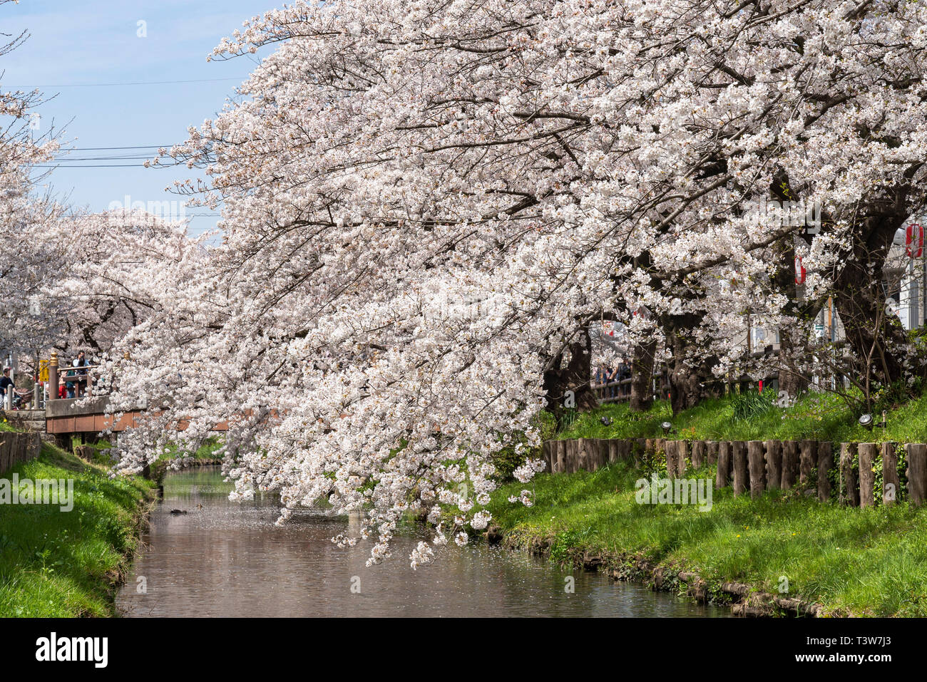 Cherry blossoms at Shingashi River, near Hikawa Shrine, Kawagoe City ...