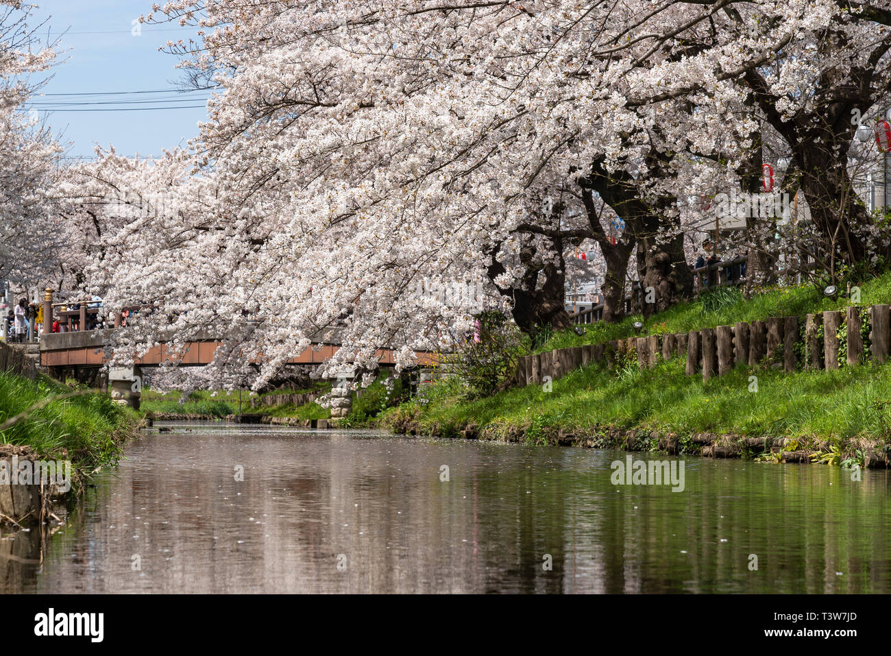 Cherry blossoms at Shingashi River, near Hikawa Shrine, Kawagoe City ...
