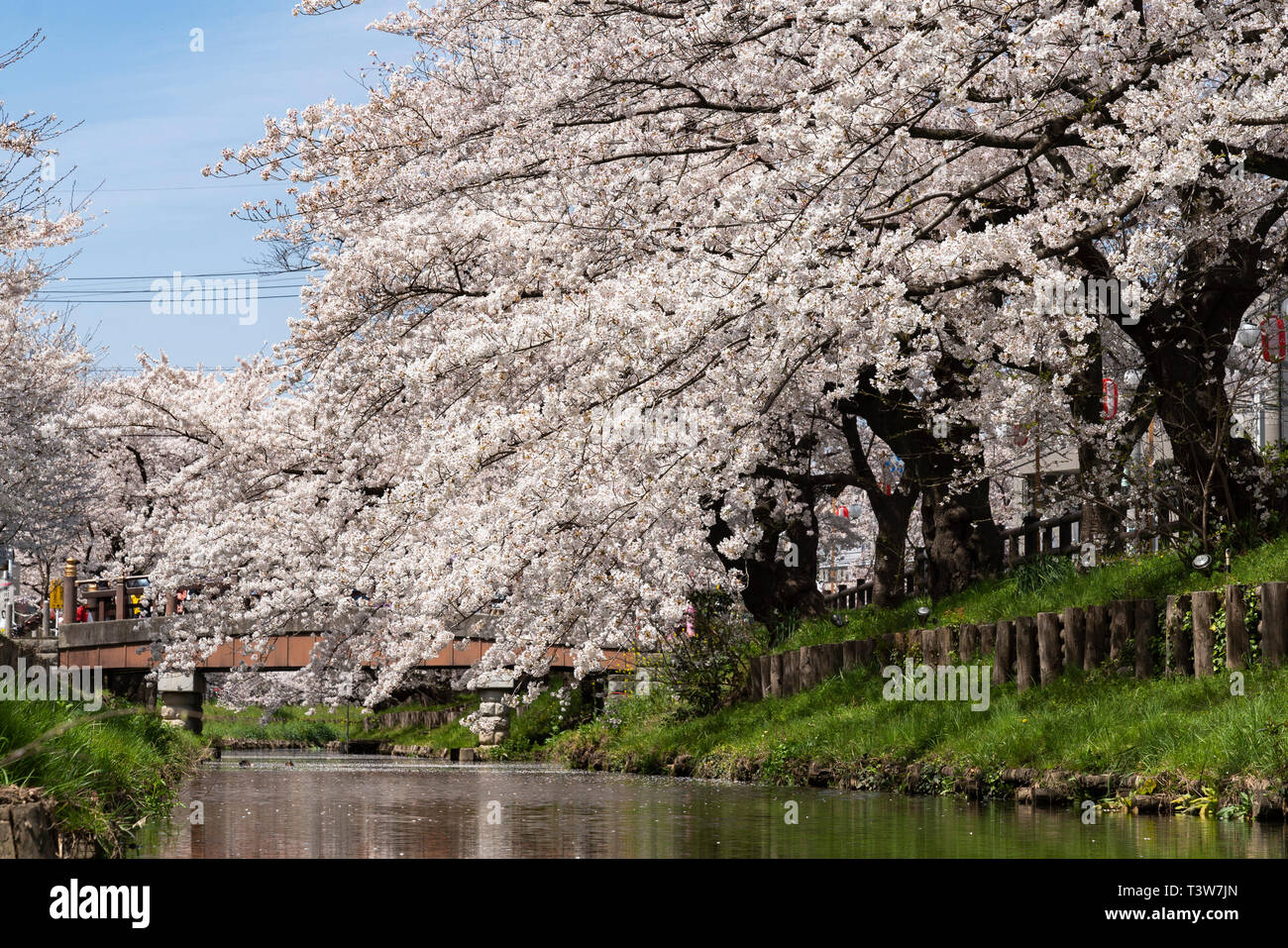 Cherry blossoms at Shingashi River, near Hikawa Shrine, Kawagoe City ...