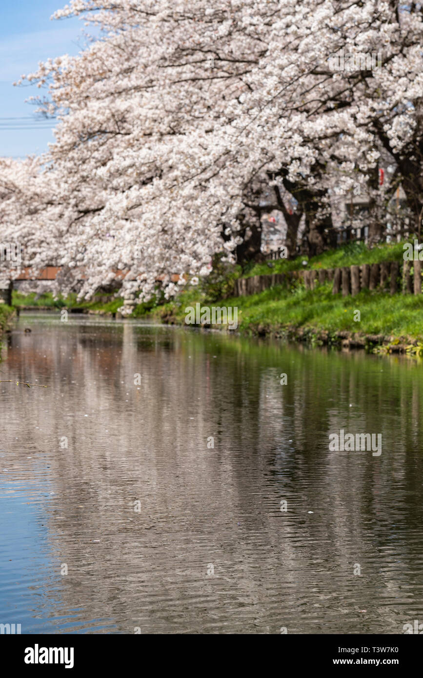 Cherry blossoms at Shingashi River, near Hikawa Shrine, Kawagoe City ...