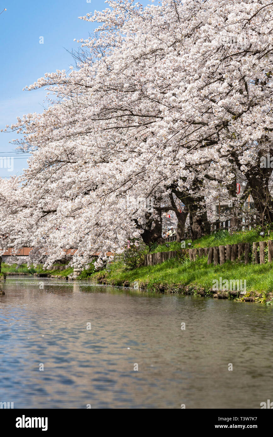 Cherry blossoms at Shingashi River, near Hikawa Shrine, Kawagoe City ...