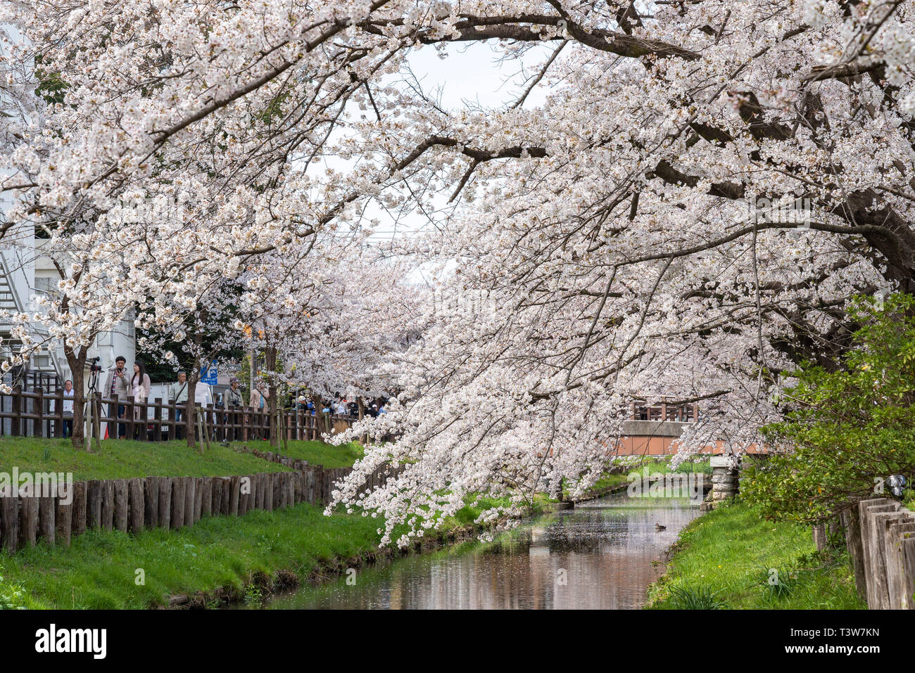 Cherry blossoms at Shingashi River, near Hikawa Shrine, Kawagoe City ...