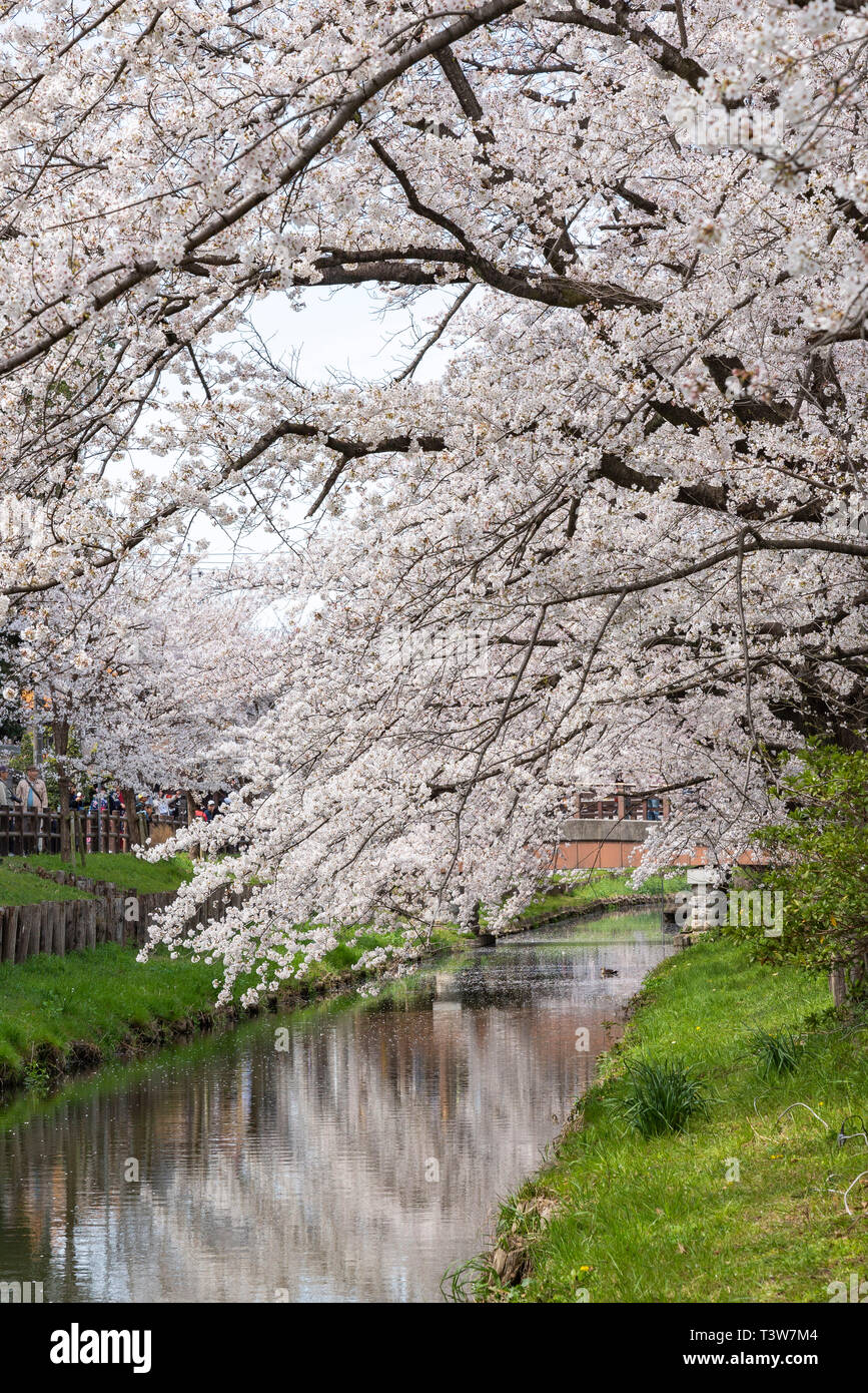 Cherry blossoms at Shingashi River, near Hikawa Shrine, Kawagoe City ...