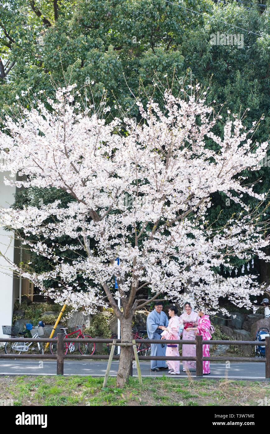 Cherry blossoms at Shingashi River, near Hikawa Shrine, Kawagoe City ...