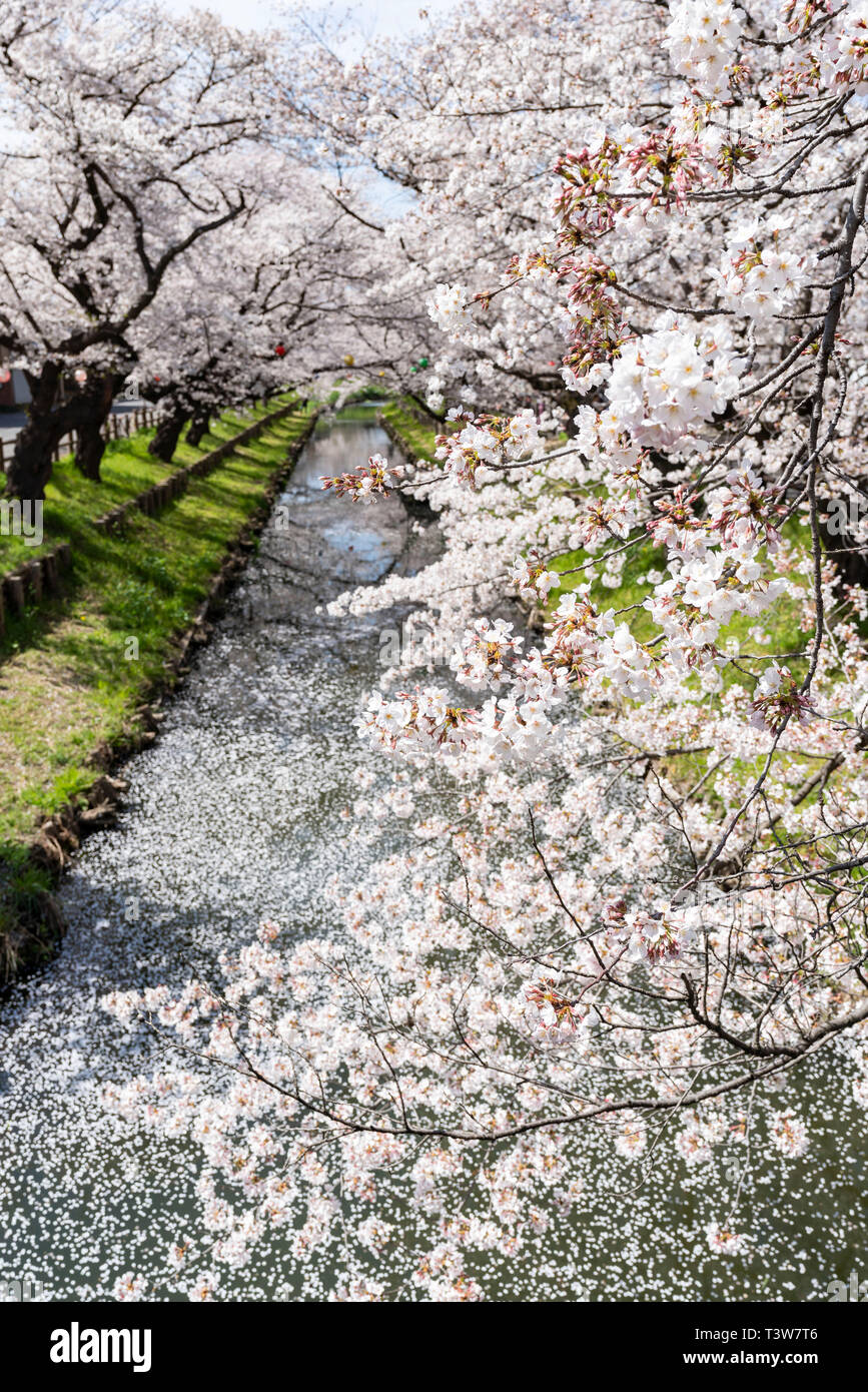 Cherry blossoms at Shingashi River, near Hikawa Shrine, Kawagoe City ...