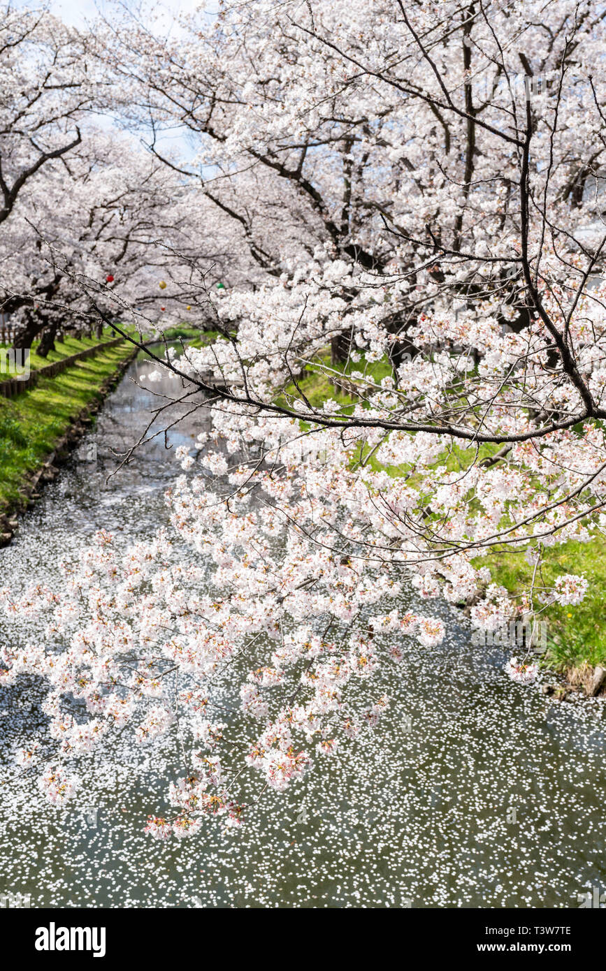 Cherry blossoms at Shingashi River, near Hikawa Shrine, Kawagoe City ...