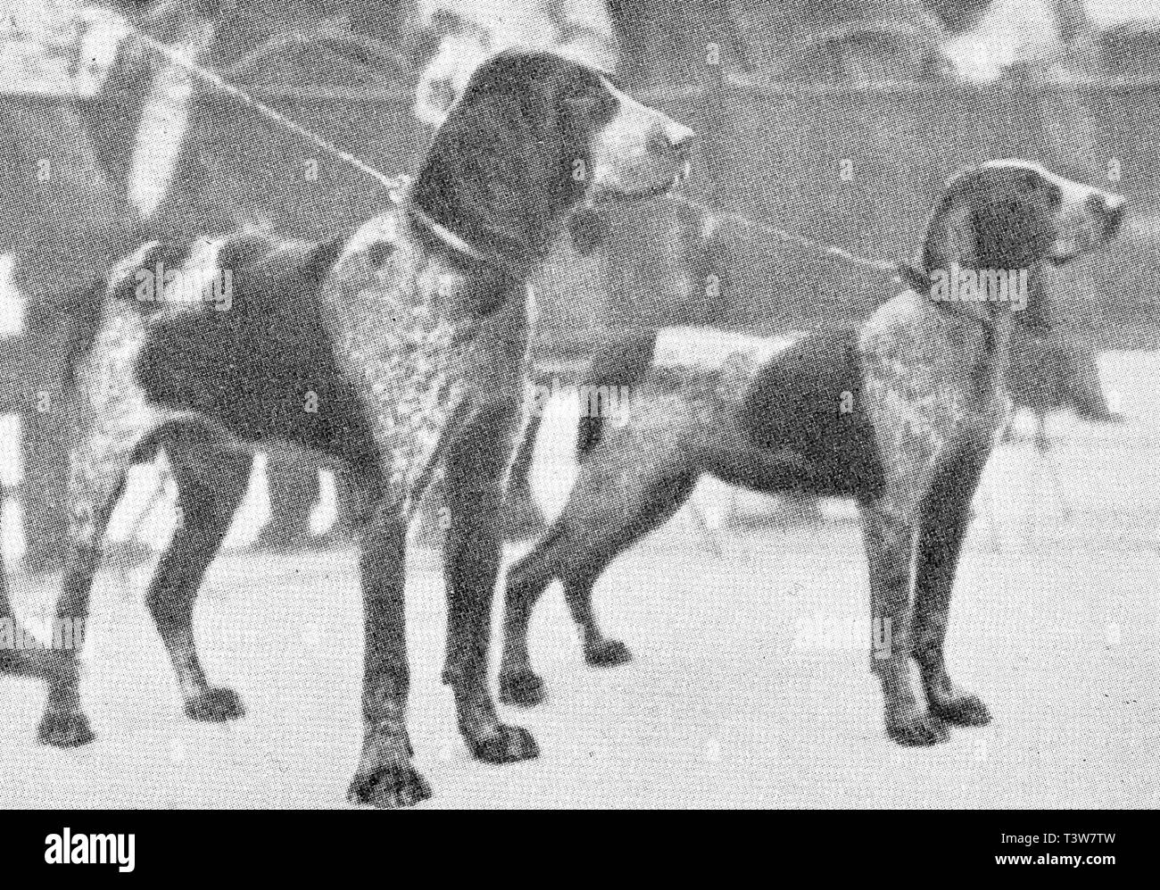 Two Burgalese Pointers (c. 1932 Stock Photo - Alamy