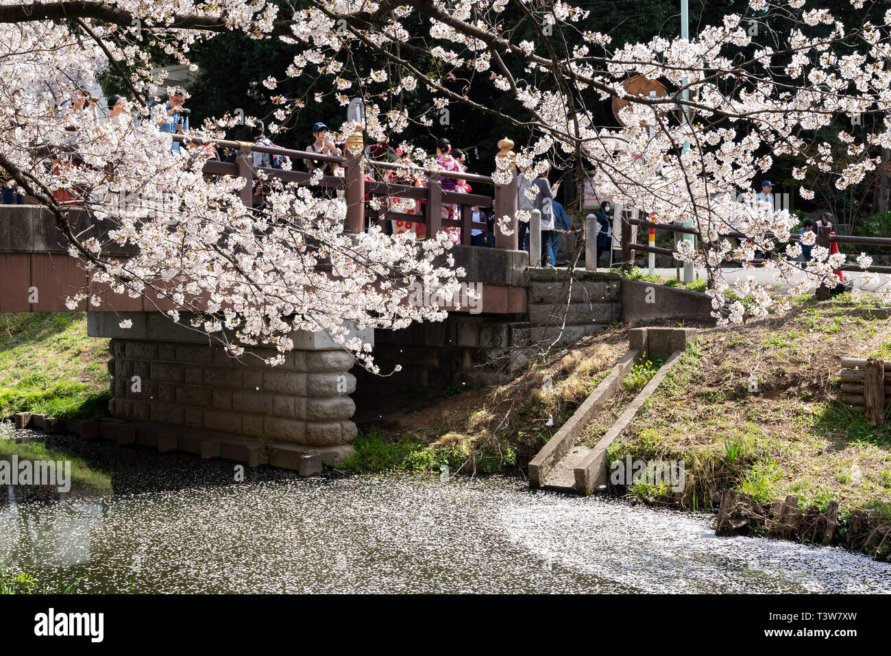 Cherry blossoms at Shingashi River, near Hikawa Shrine, Kawagoe City ...