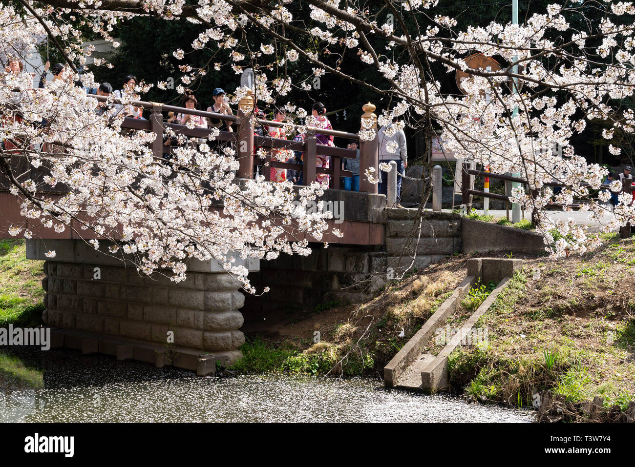 Cherry blossoms at Shingashi River, near Hikawa Shrine, Kawagoe City ...