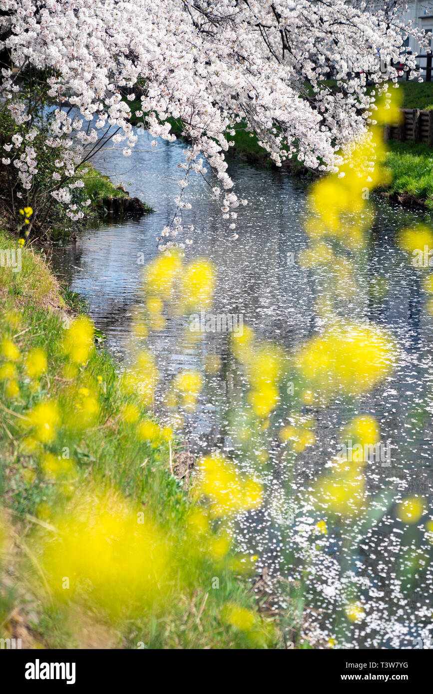 Cherry blossoms at Shingashi River, near Hikawa Shrine, Kawagoe City ...