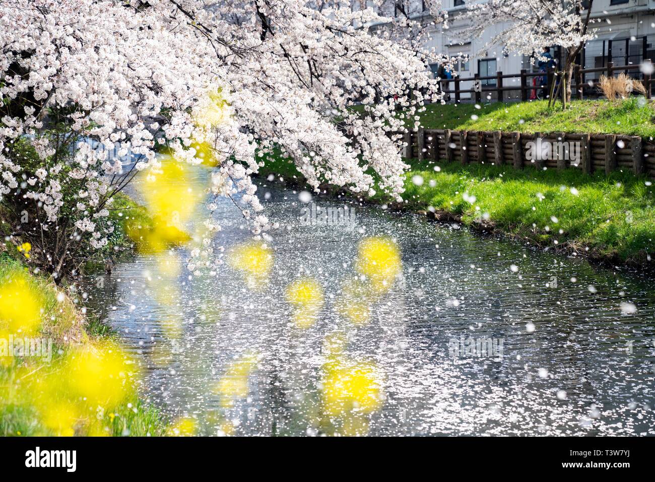 Cherry blossoms at Shingashi River, near Hikawa Shrine, Kawagoe City ...