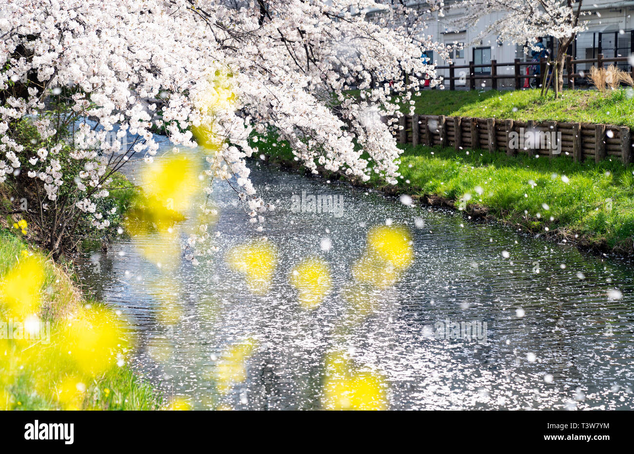 Cherry blossoms at Shingashi River, near Hikawa Shrine, Kawagoe City ...