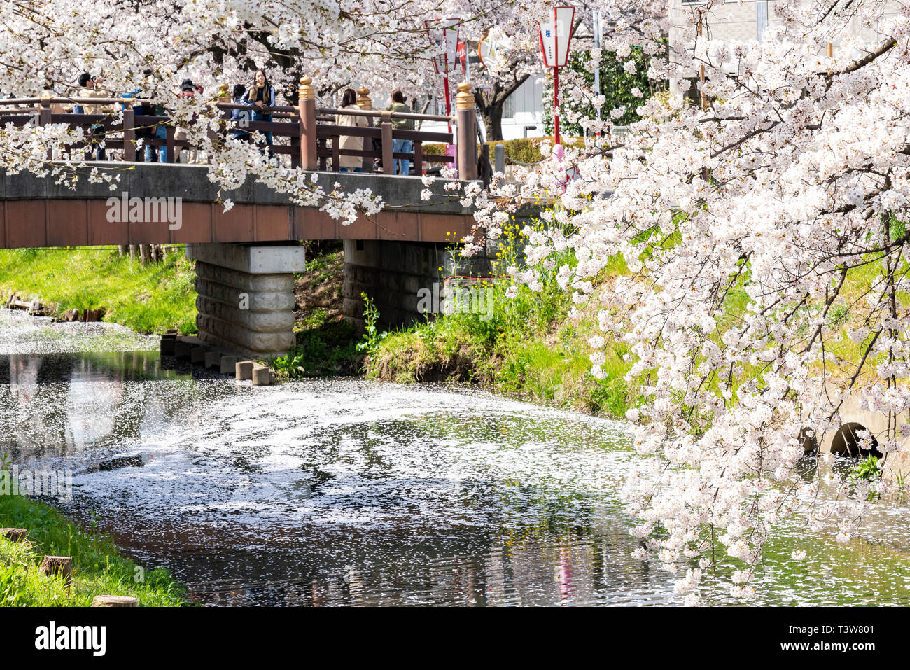 Cherry blossoms at Shingashi River, near Hikawa Shrine, Kawagoe City ...