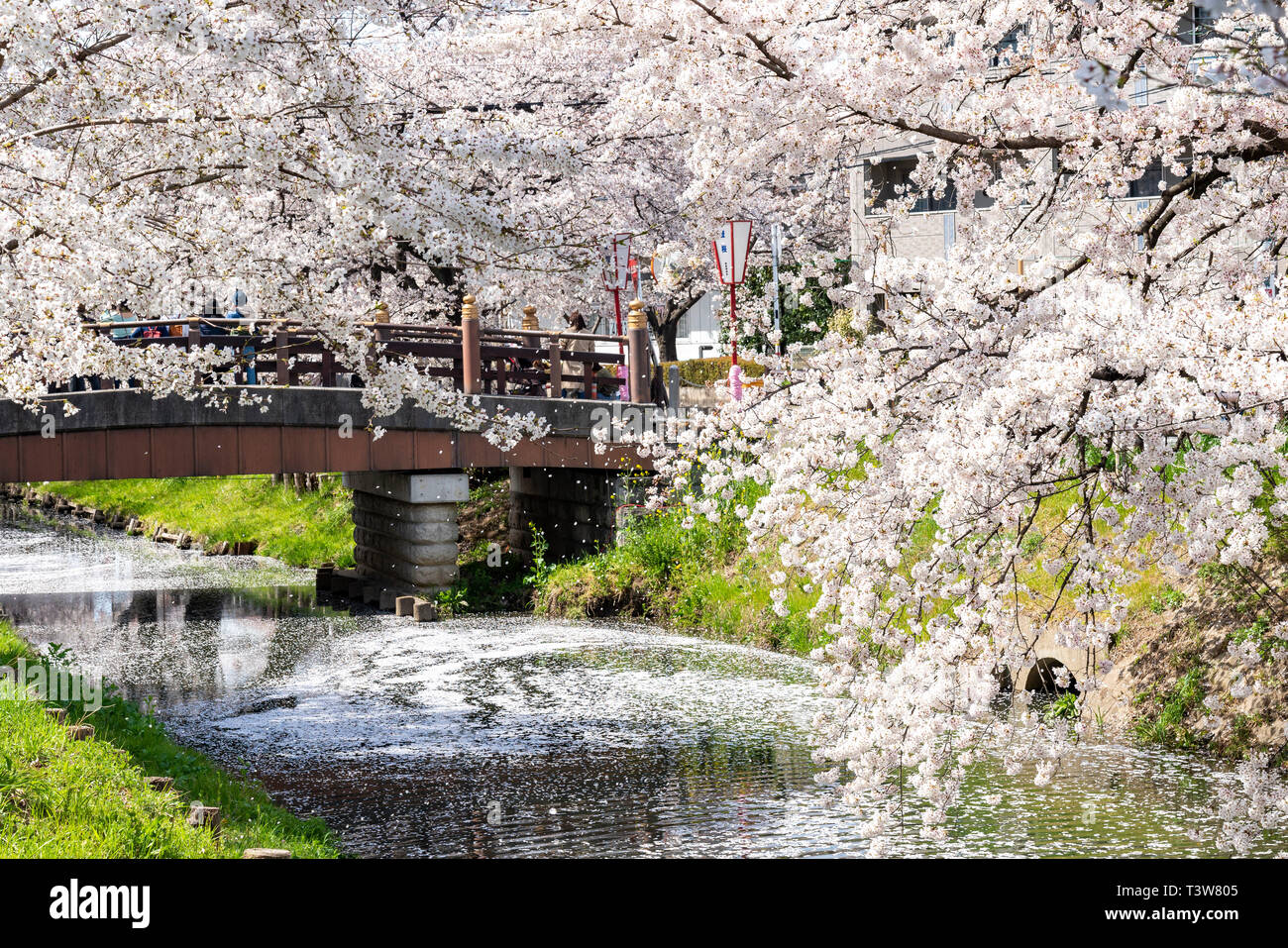 Cherry blossoms at Shingashi River, near Hikawa Shrine, Kawagoe City ...