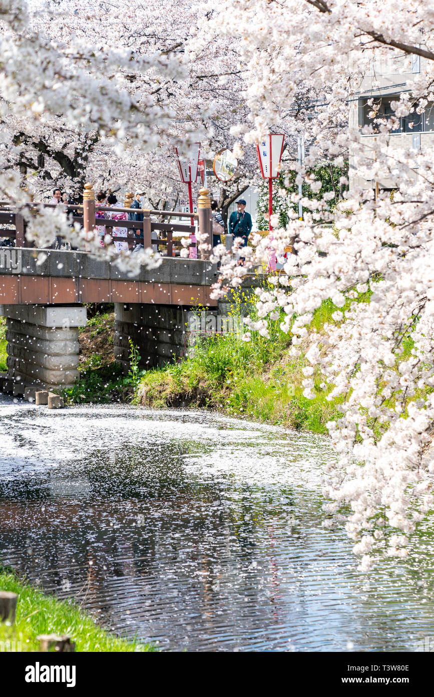Cherry blossoms at Shingashi River, near Hikawa Shrine, Kawagoe City ...