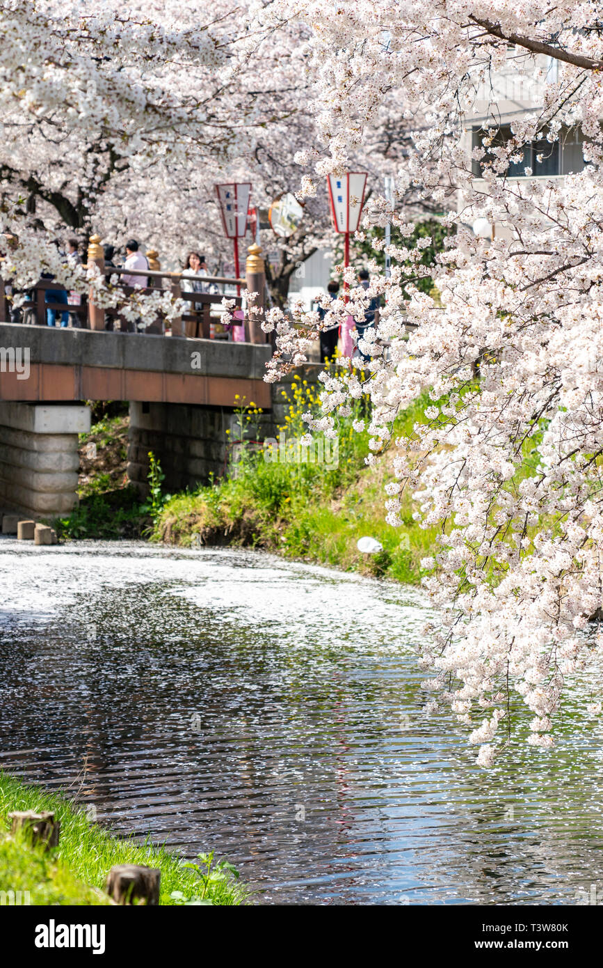Cherry blossoms at Shingashi River, near Hikawa Shrine, Kawagoe City ...