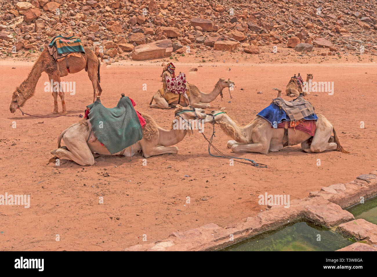 Camels Nuzzling at a Desert Rest Stop in Wadi Rum in Jordan Stock Photo ...