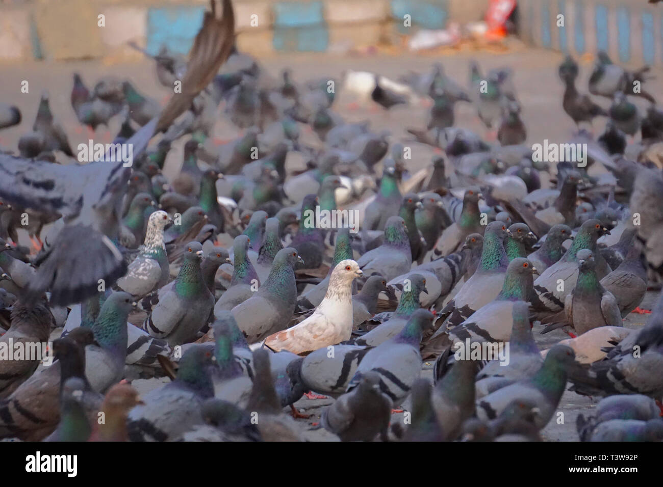 Flock pigeons fly in hi-res stock photography and images - Alamy