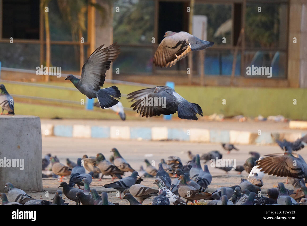 Three Pigeons flying and many pigeons sitting on the ground Stock Photo ...