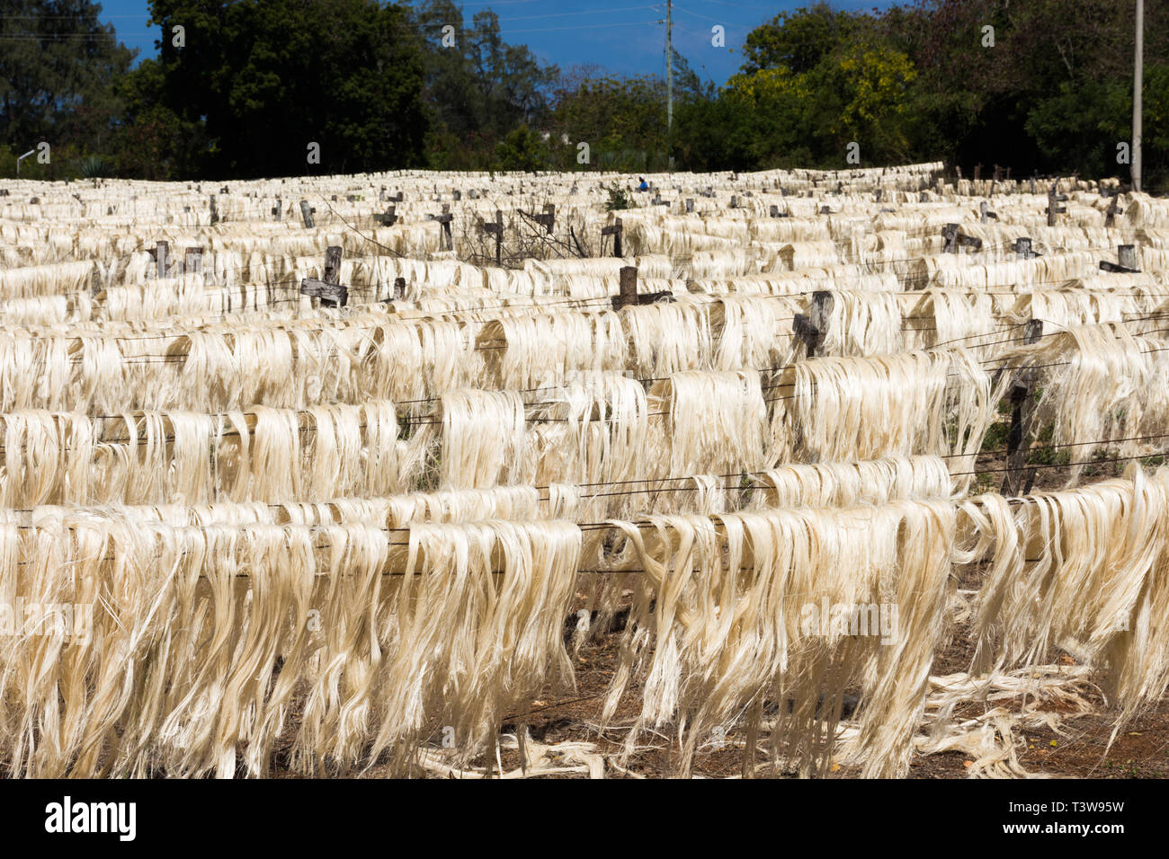 Sisal fibres hi-res stock photography and images - Alamy