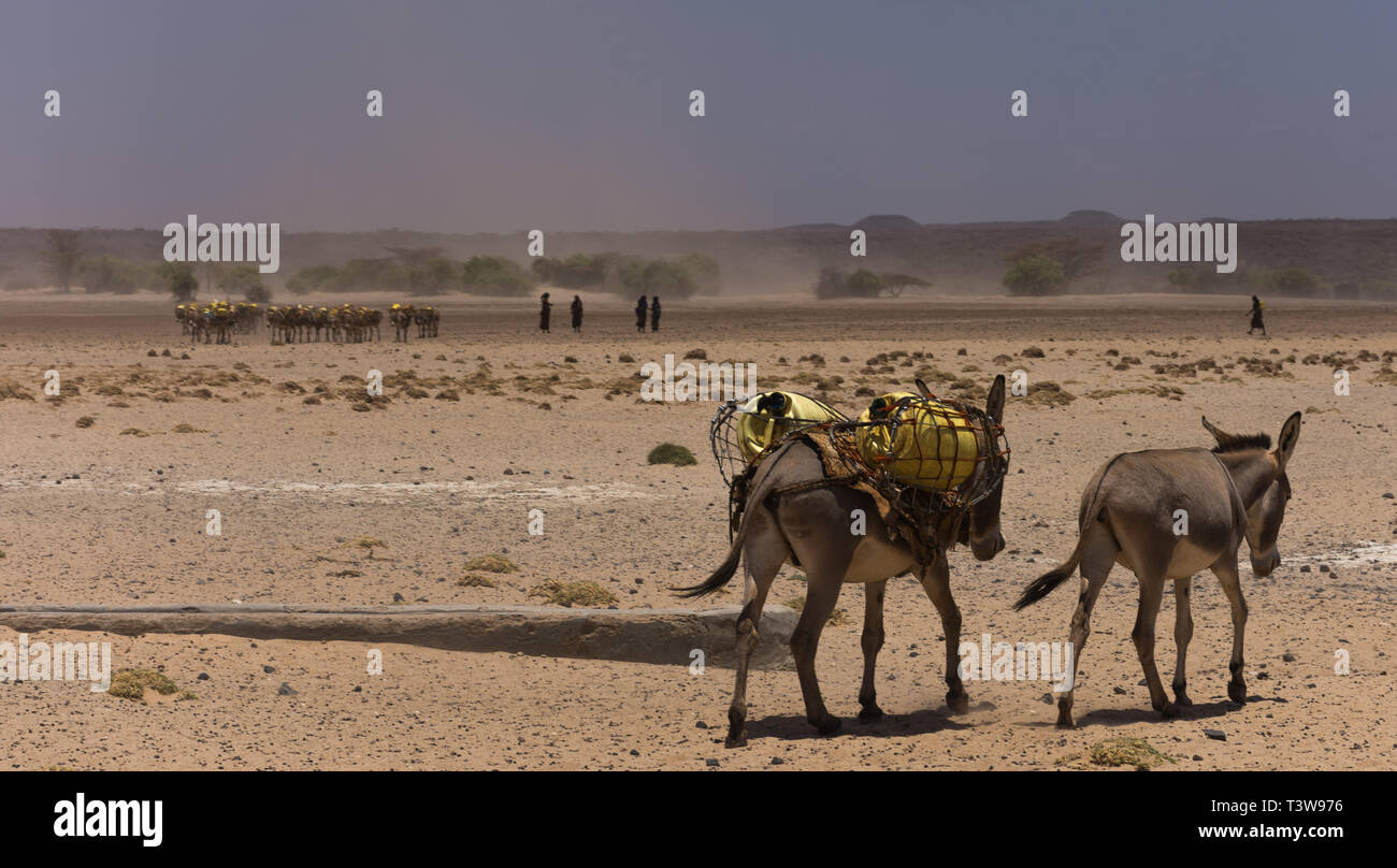 Pack mule hi-res stock photography and images - Alamy