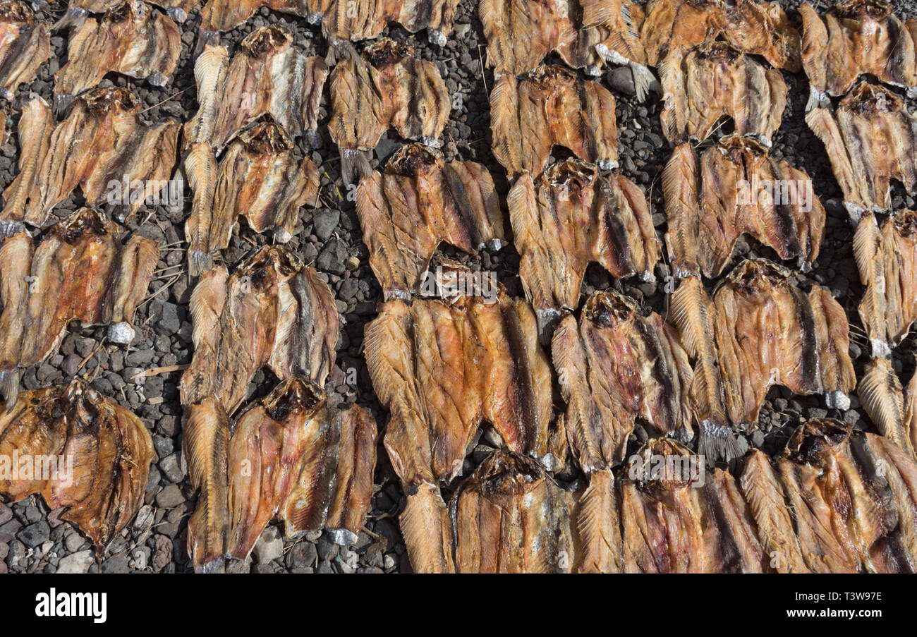Fish drying Loyangalani, Lake Turkana, Northern Kenya Stock Photo - Alamy