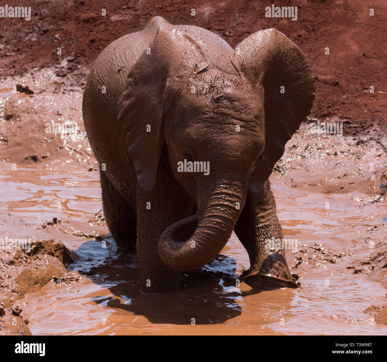 David Sheldrick Wildlife Trust Nairobi Stock Photo - Alamy