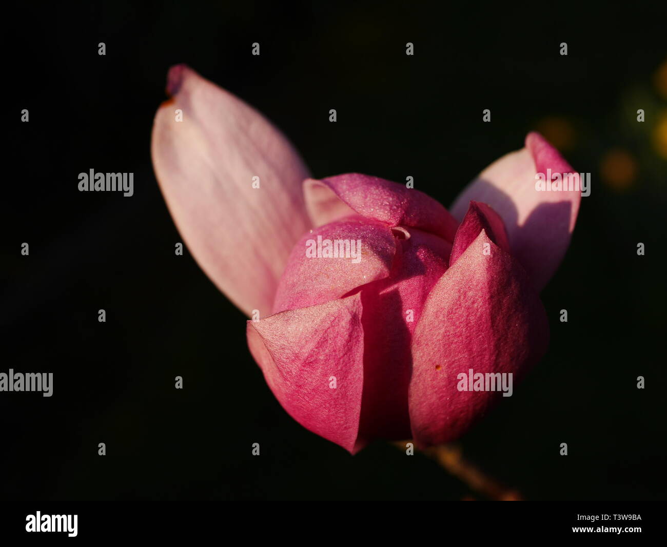 Opening magnolia flower hi-res stock photography and images - Alamy