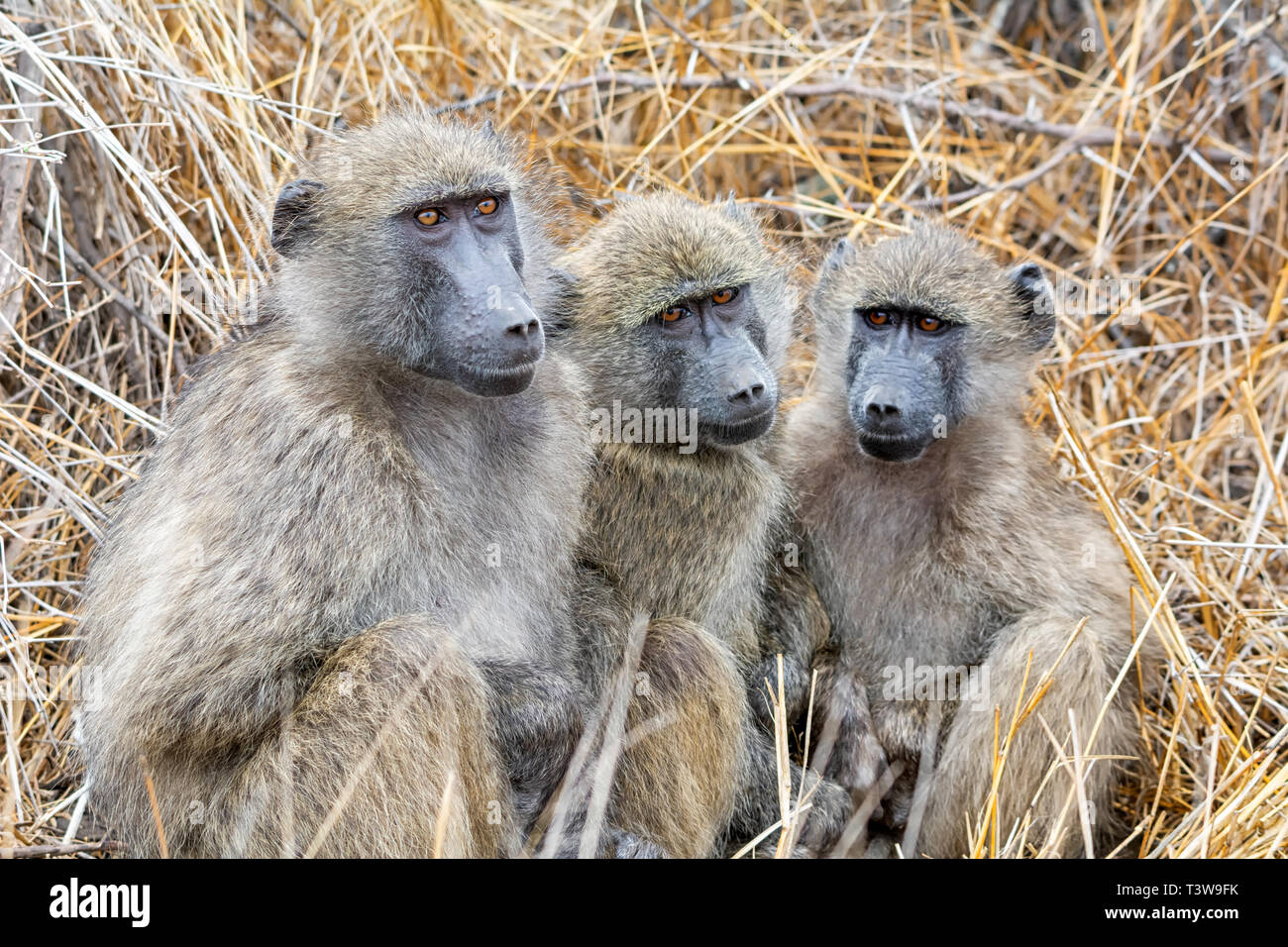 A trio of young Chacma Baboons sitting in Southern African savanna ...