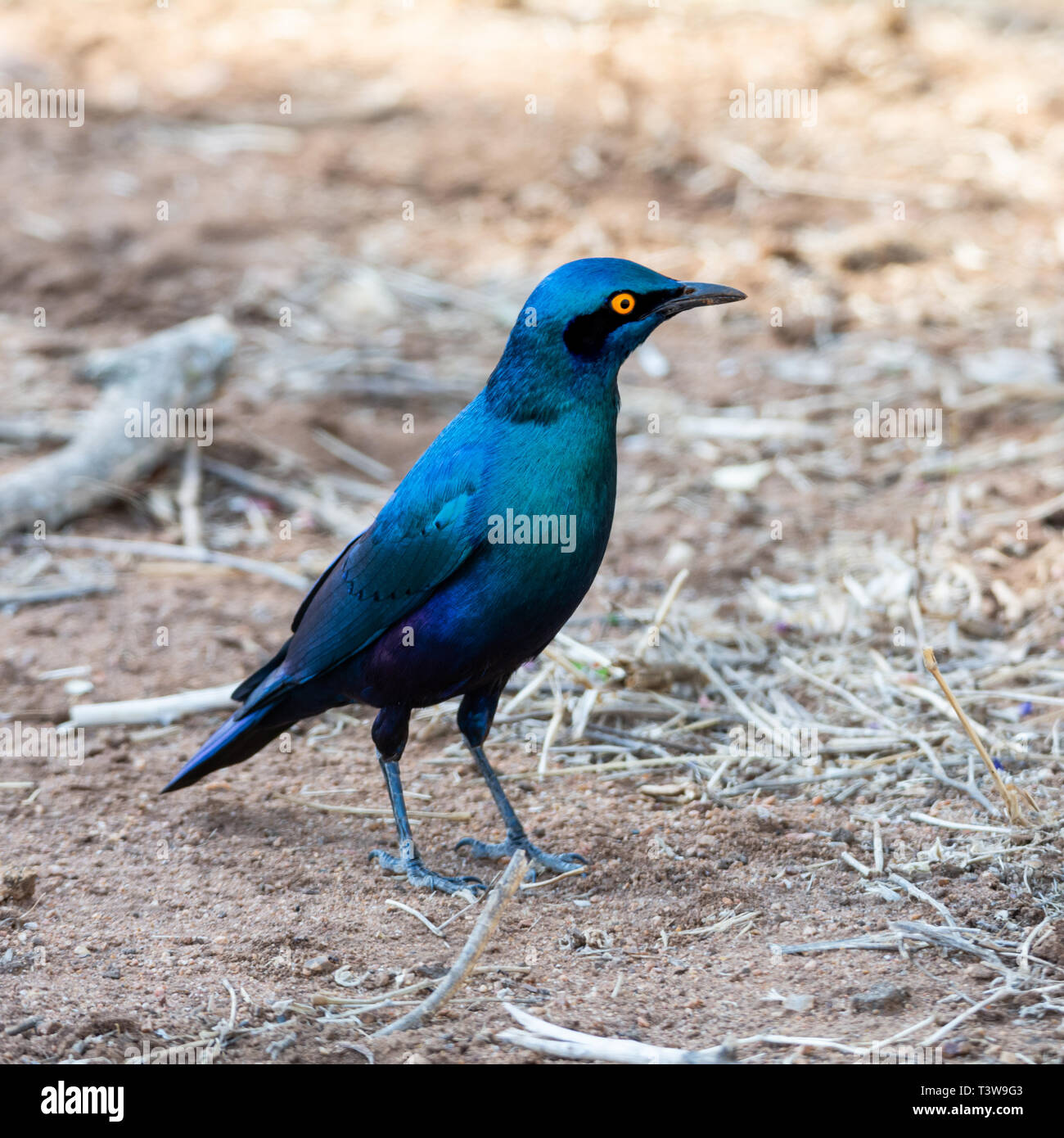 Starling bird hi-res stock photography and images - Alamy