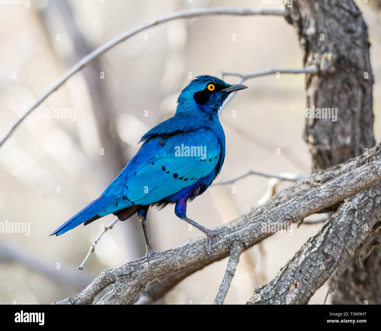 A Glossy Starling bird in Southern African savanna Stock Photo - Alamy