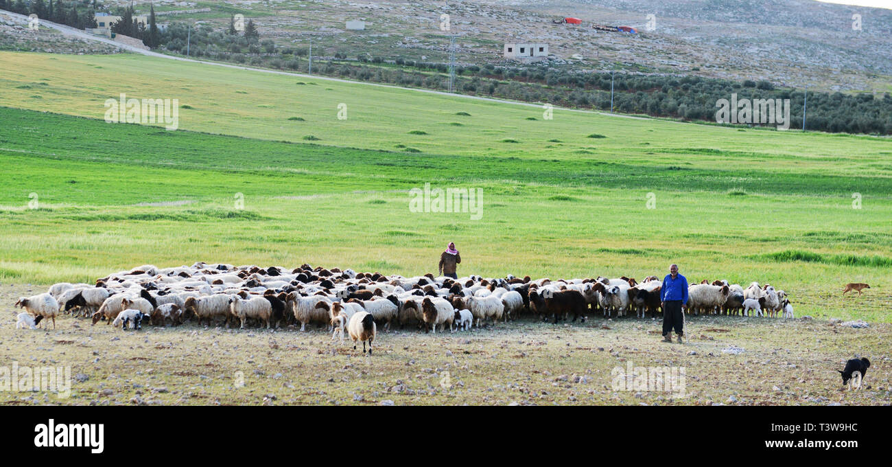 Sheep herding hi-res stock photography and images - Alamy