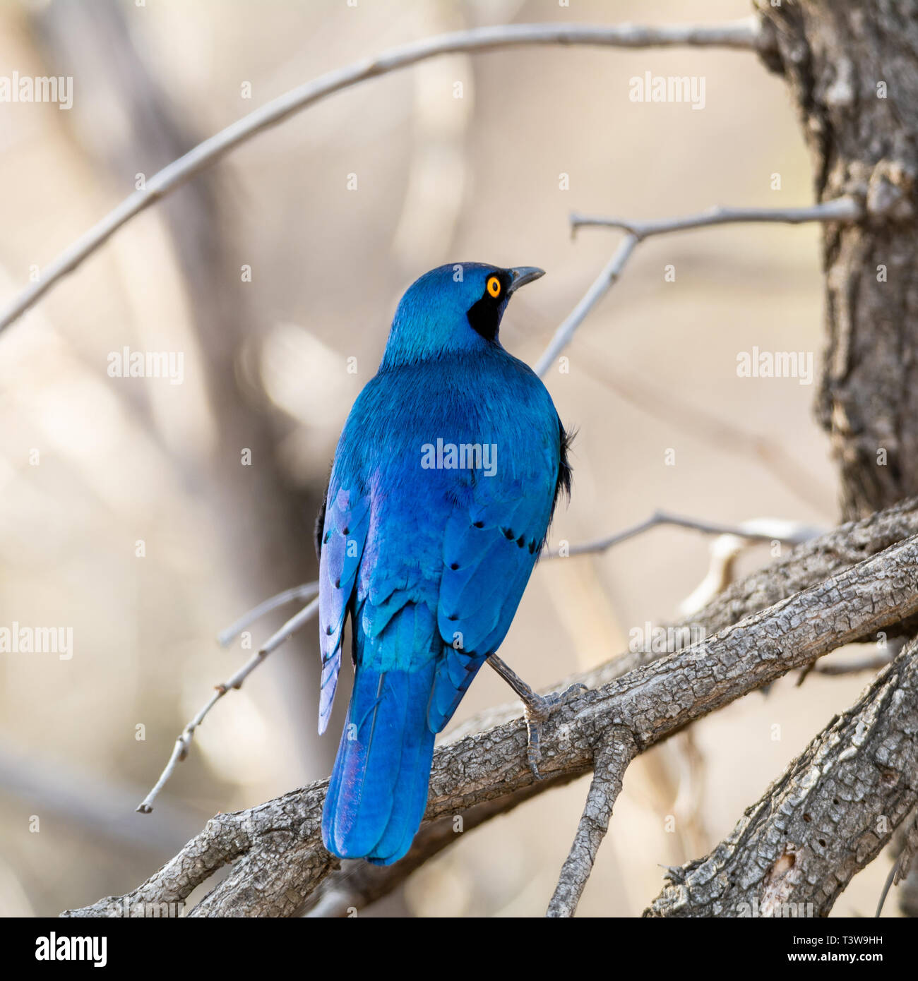 A Glossy Starling bird in Southern African savanna Stock Photo - Alamy