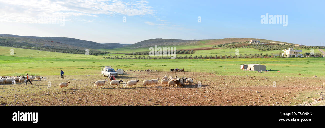 Sheep herding in the mountainous region of central Jordan Stock Photo ...