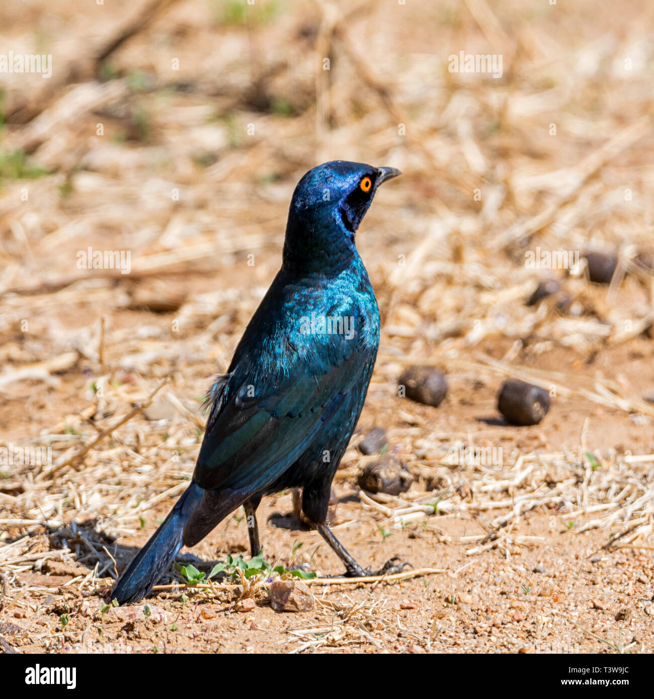 A Glossy Starling bird in Southern African savanna Stock Photo - Alamy