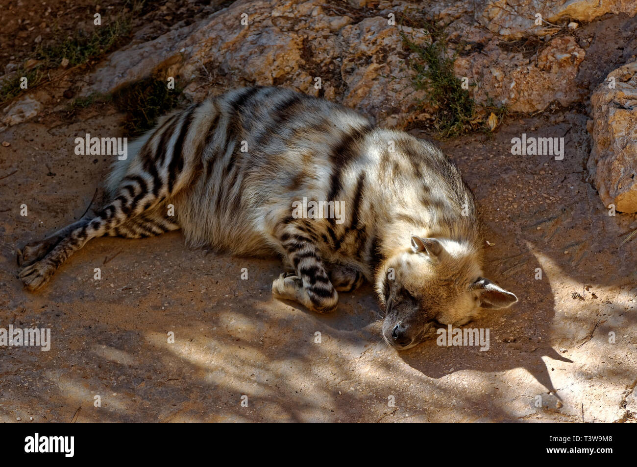 Striped hyena image hi-res stock photography and images - Alamy